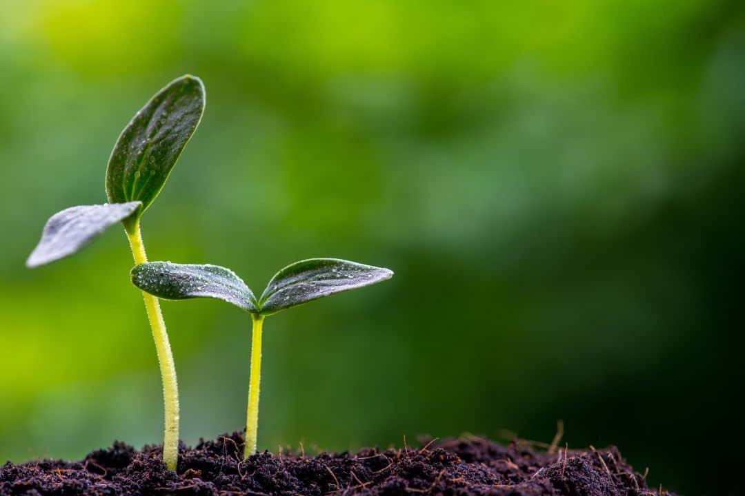 10 Botany Courses (Online) - CoursePick.com