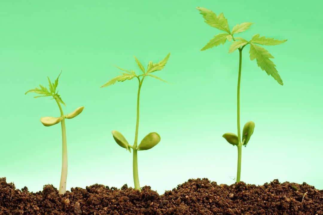 10 Botany Courses (Online) - CoursePick.com